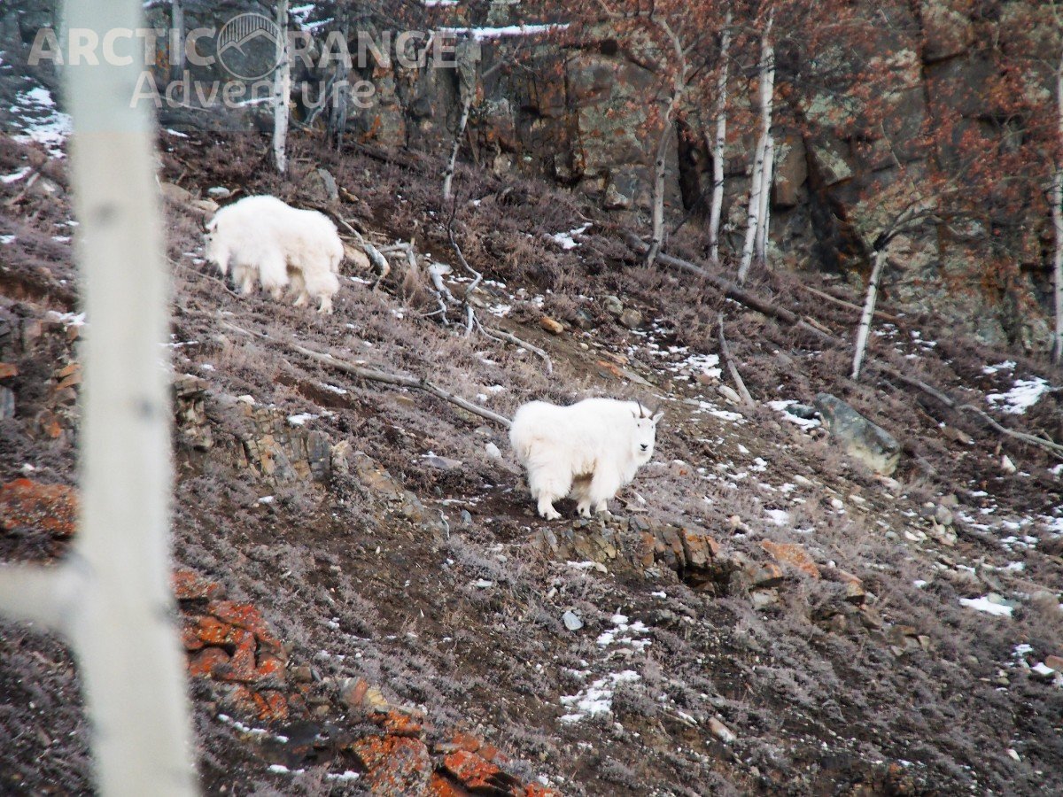Mountain Goats | Arctic Range Adventure