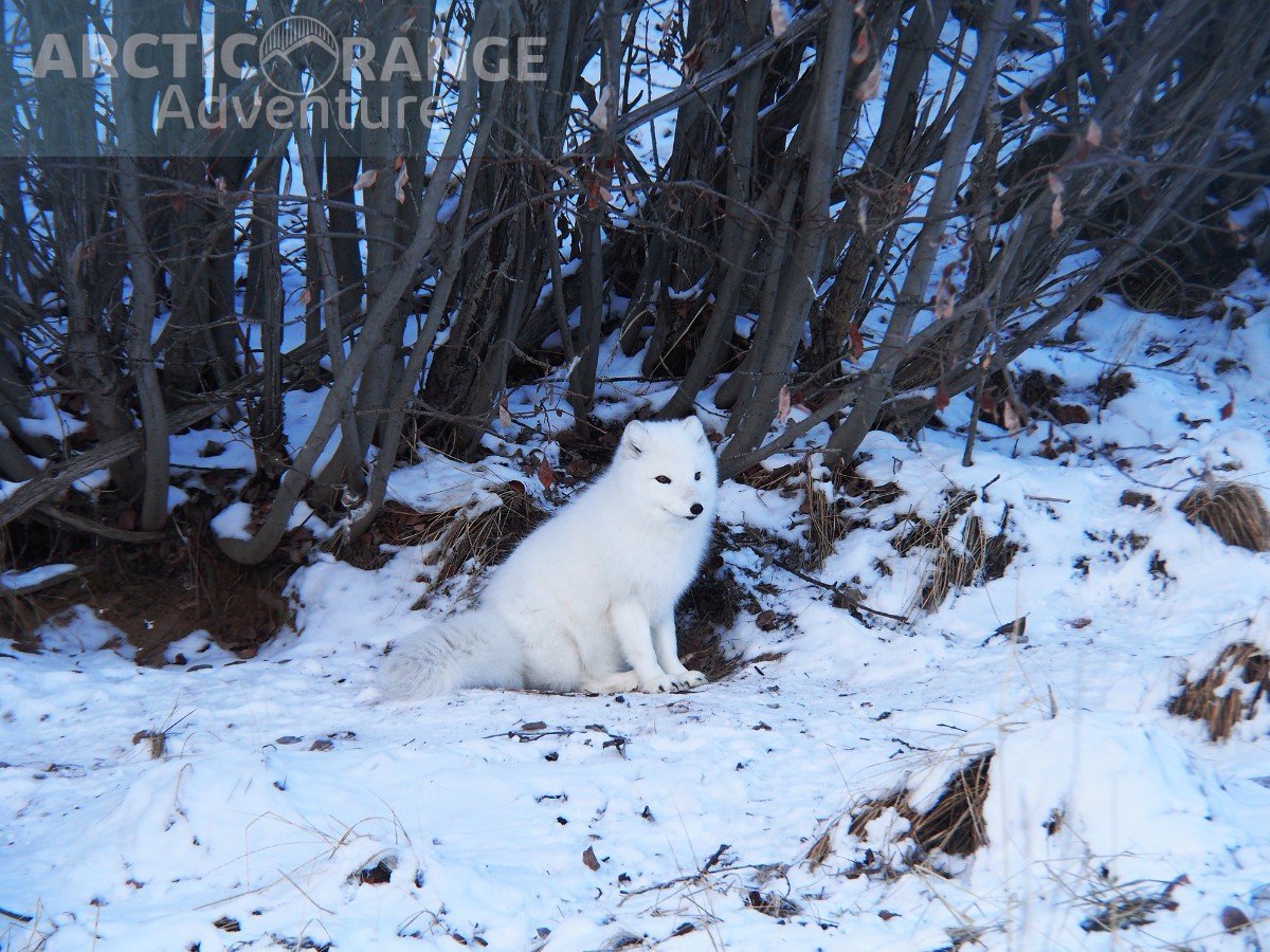 Arctic Fox | Arctic Range Adventure