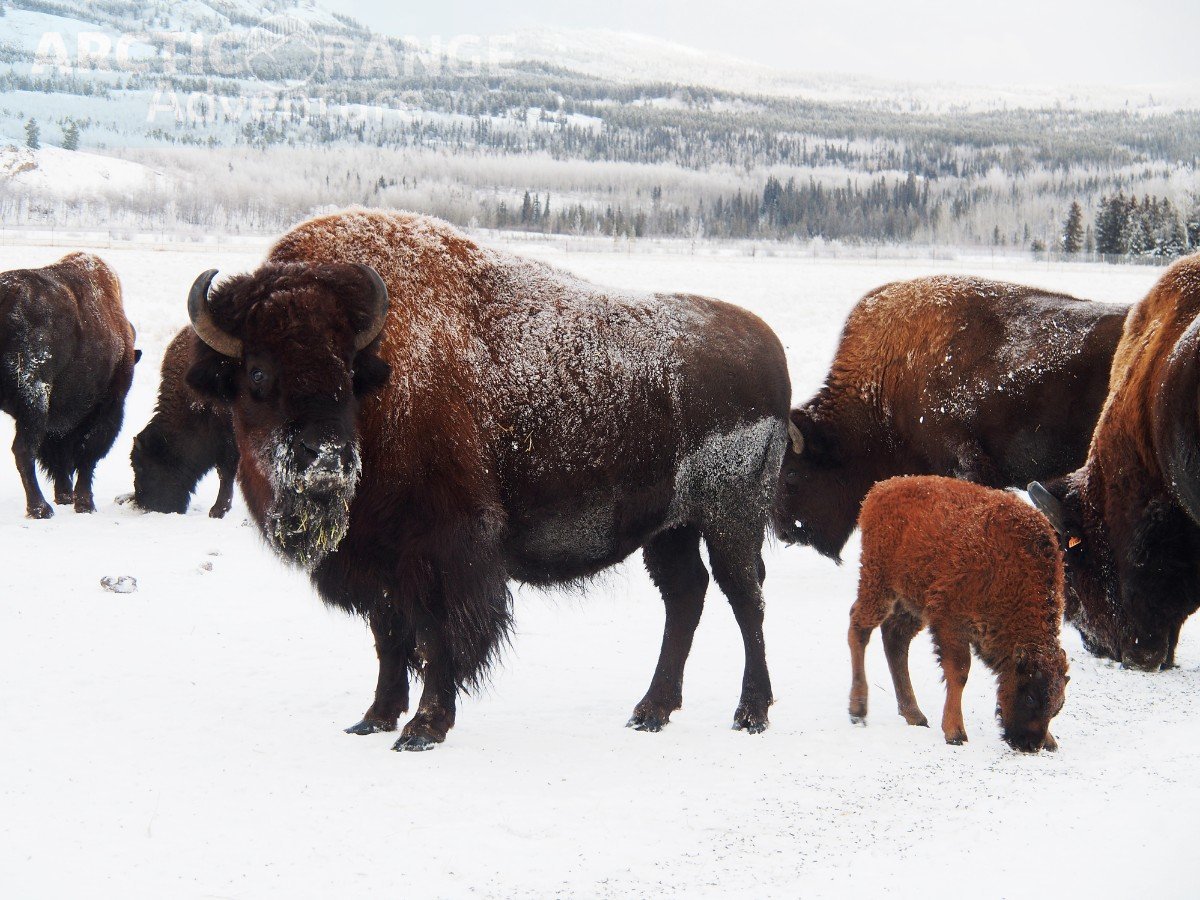 Bison | Arctic Range Adventure