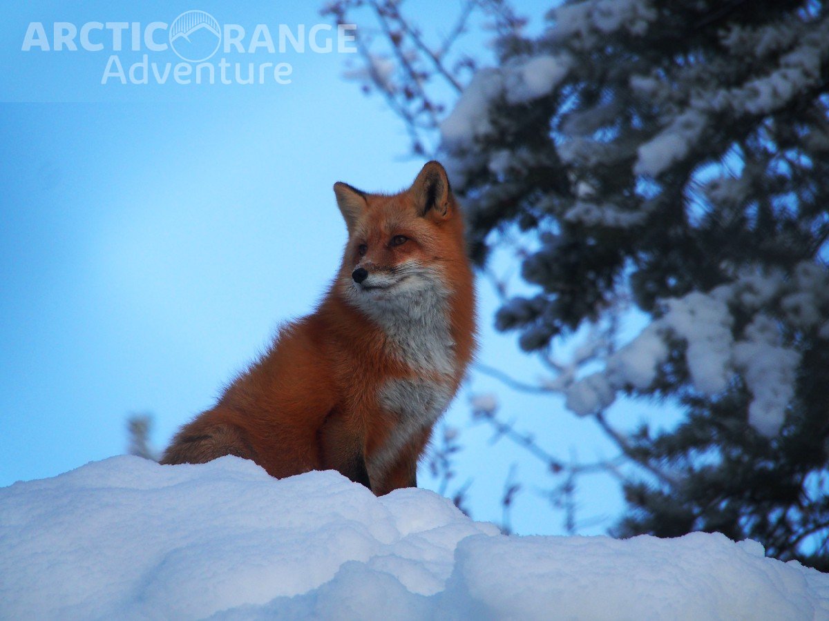 Red Fox | Arctic Range Adventure