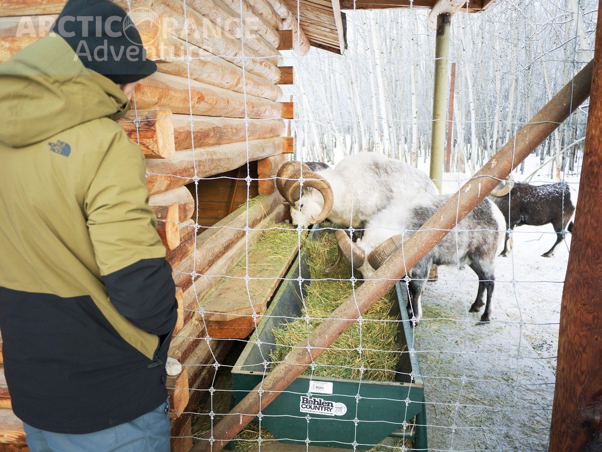Guest at the Dall Sheep enclosure | Arctic Range Adventure