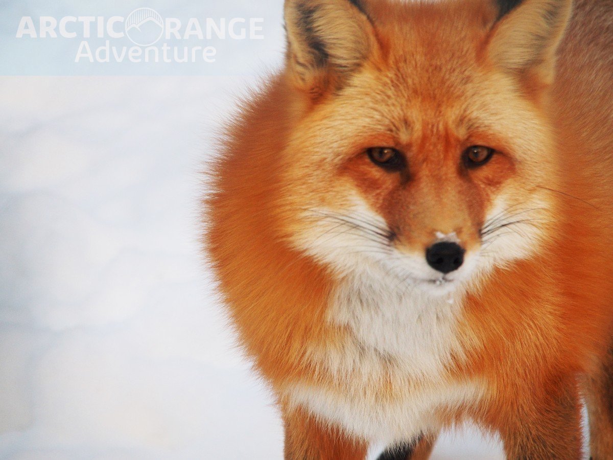 Red Fox | Arctic Range Adventure