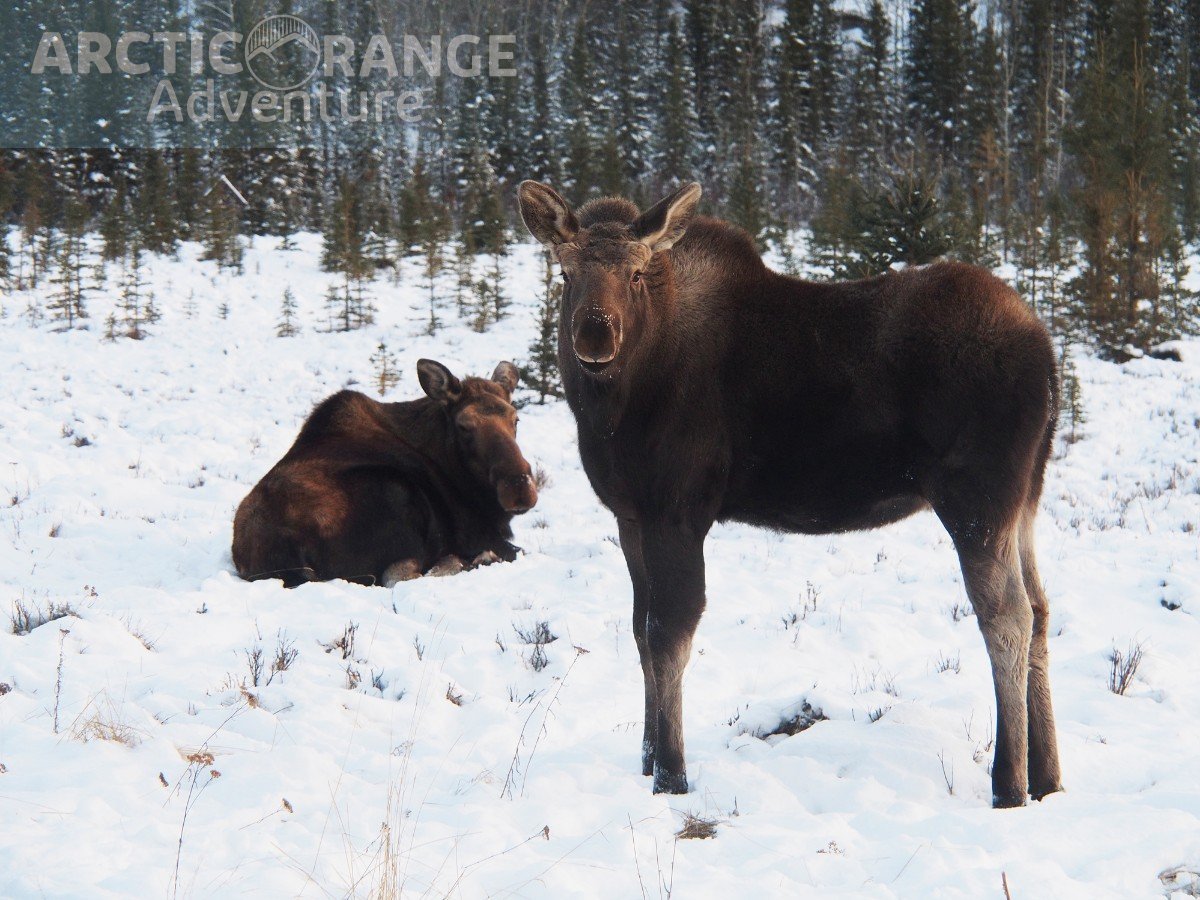 Moose | Arctic Range Adventure