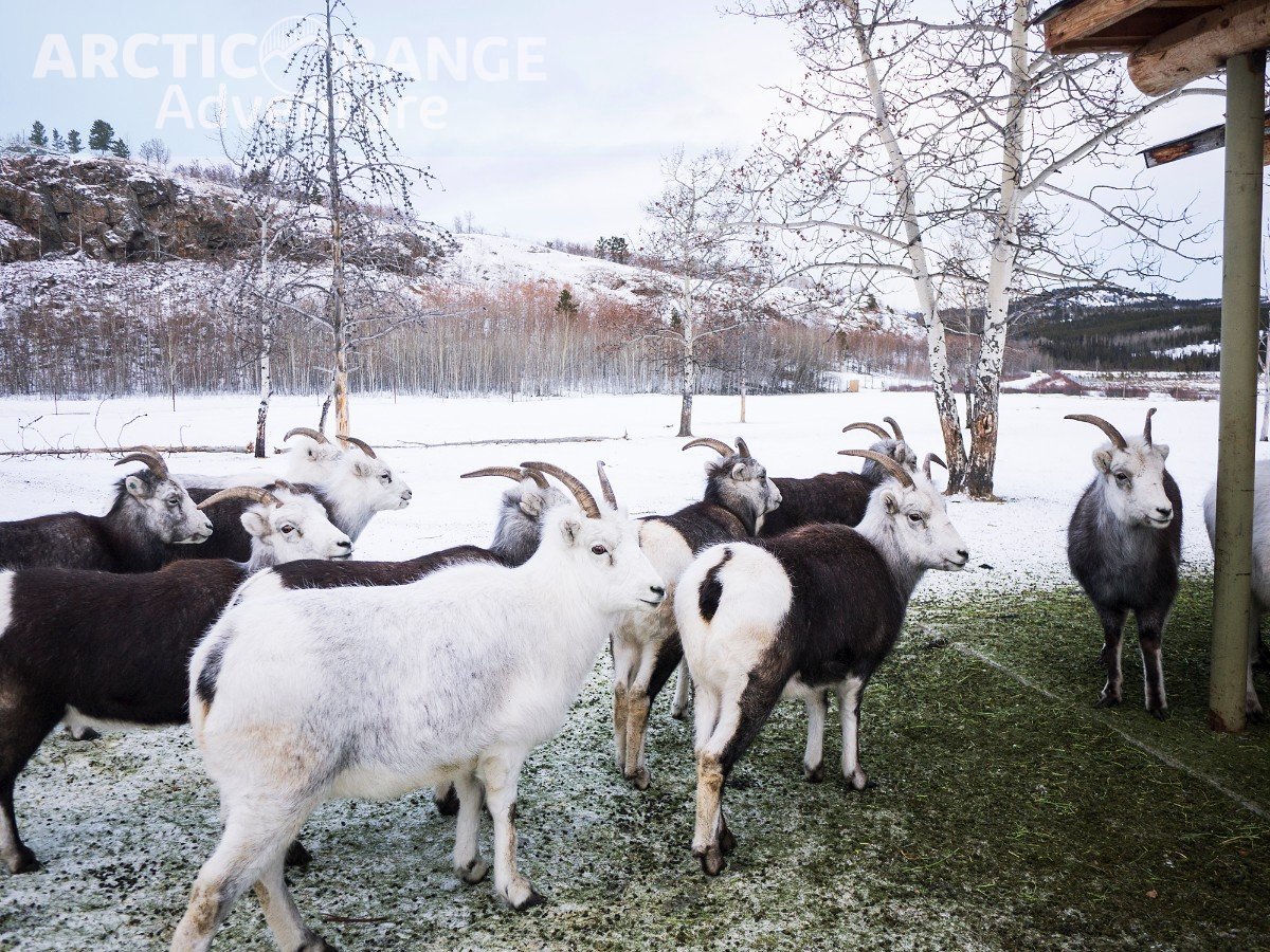 Thin Horn Sheep | Arctic Range Adventure
