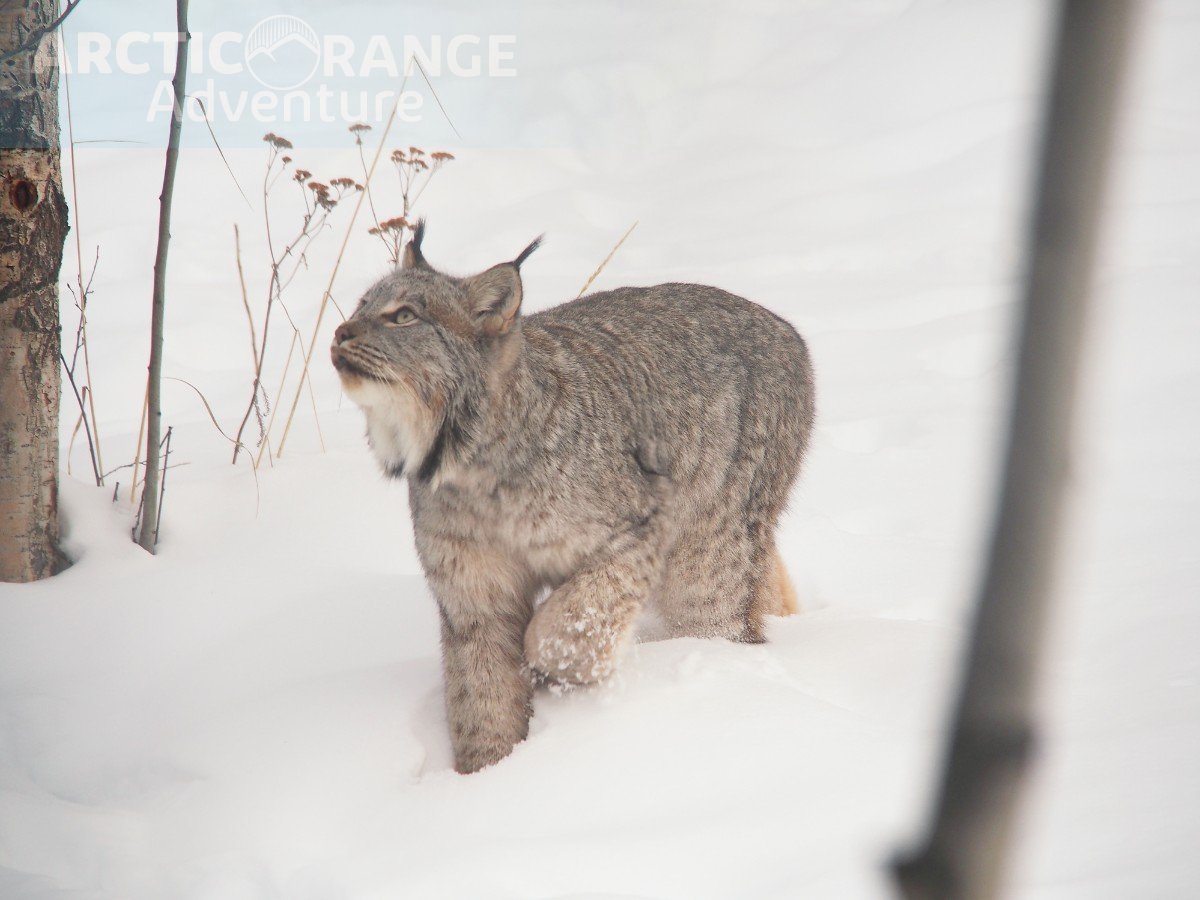 Lynx | Arctic Range Adventure