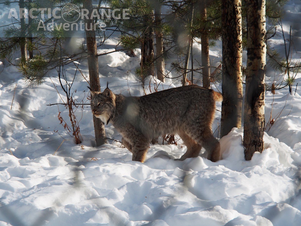 Lynx | Arctic Range Adventure