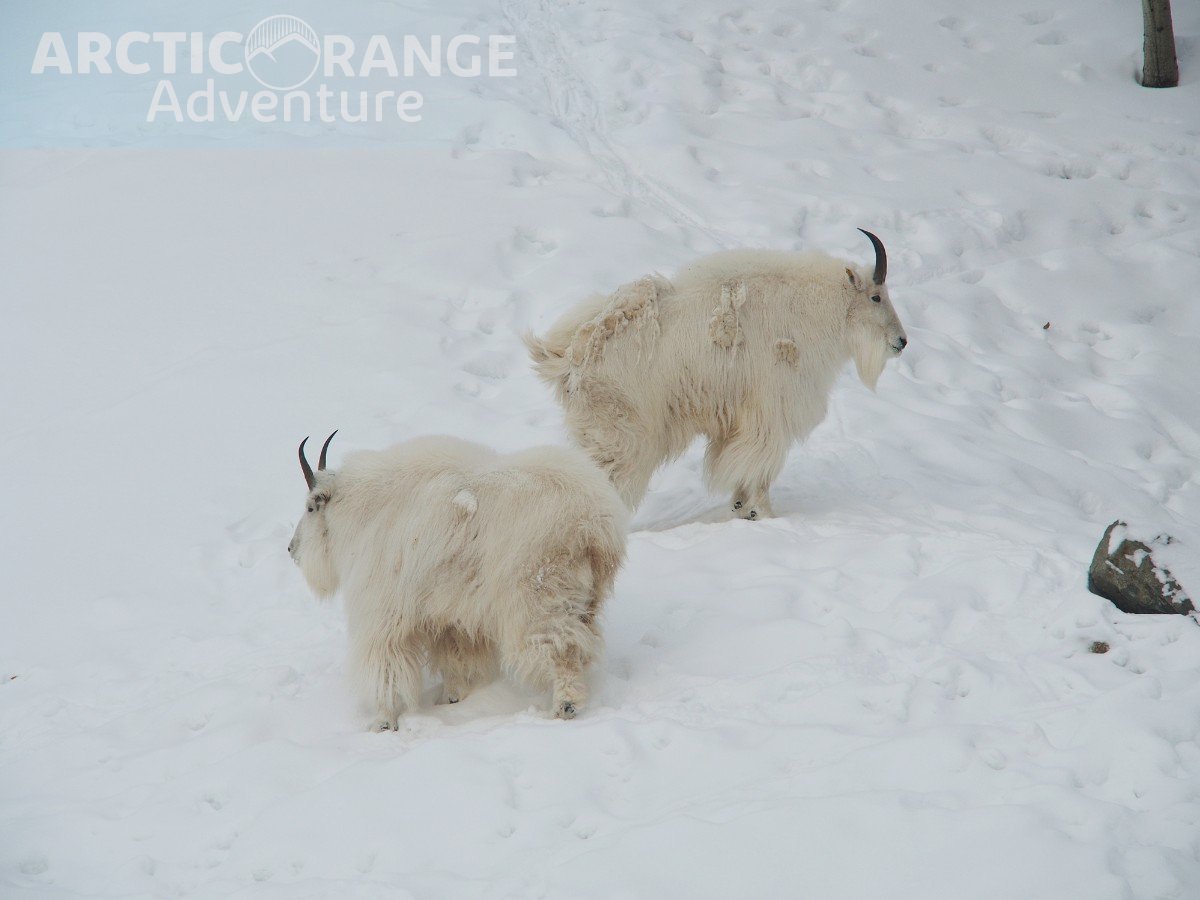 Mountain Goats | Arctic Range Adventure