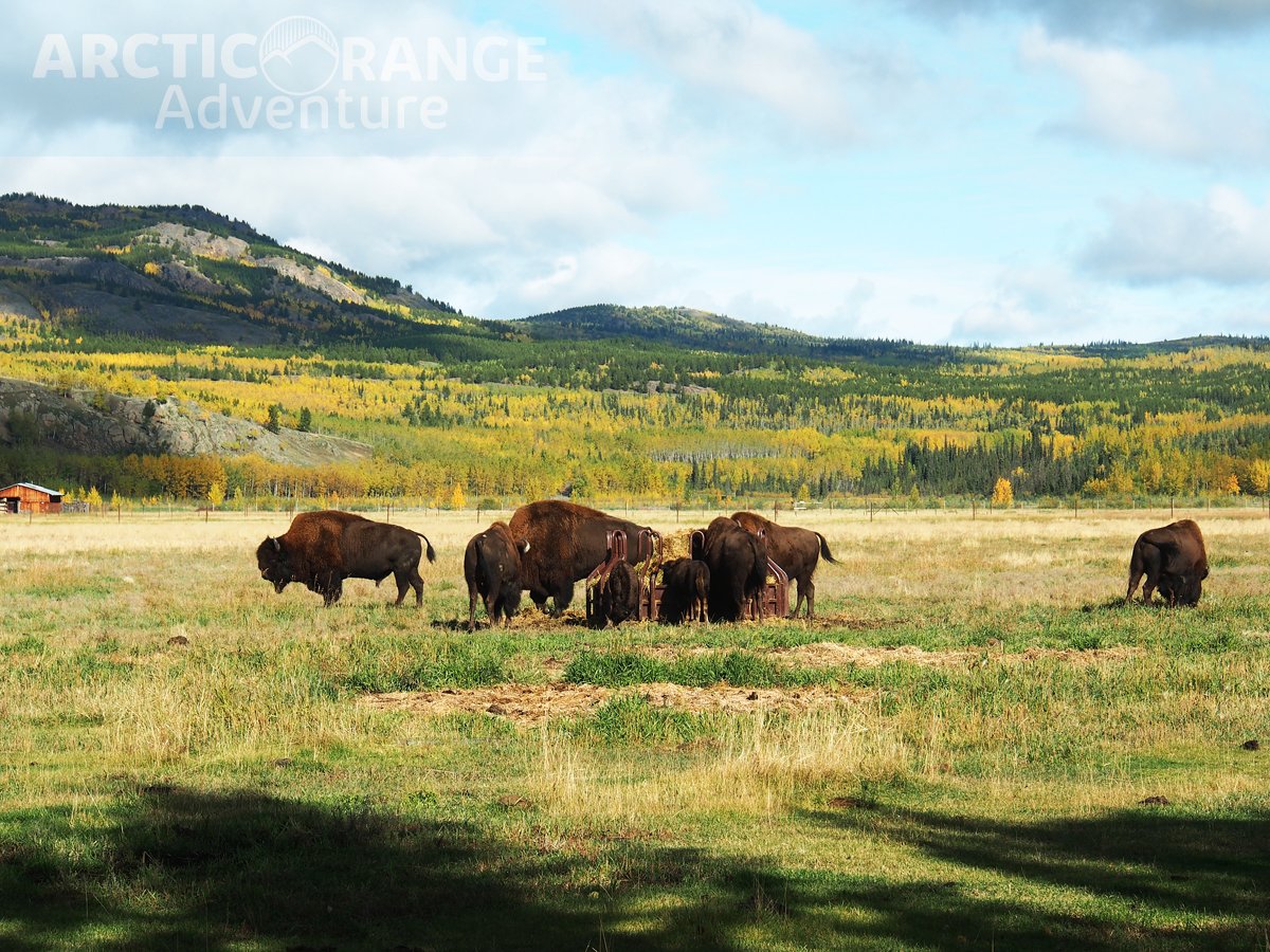 Bison | Arctic Range Adventure