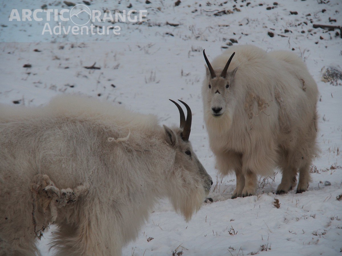 Mountain Goats | Arctic Range Adventure
