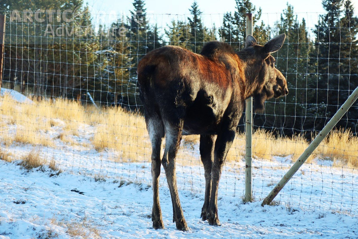 Moose | Arctic Range Adventure