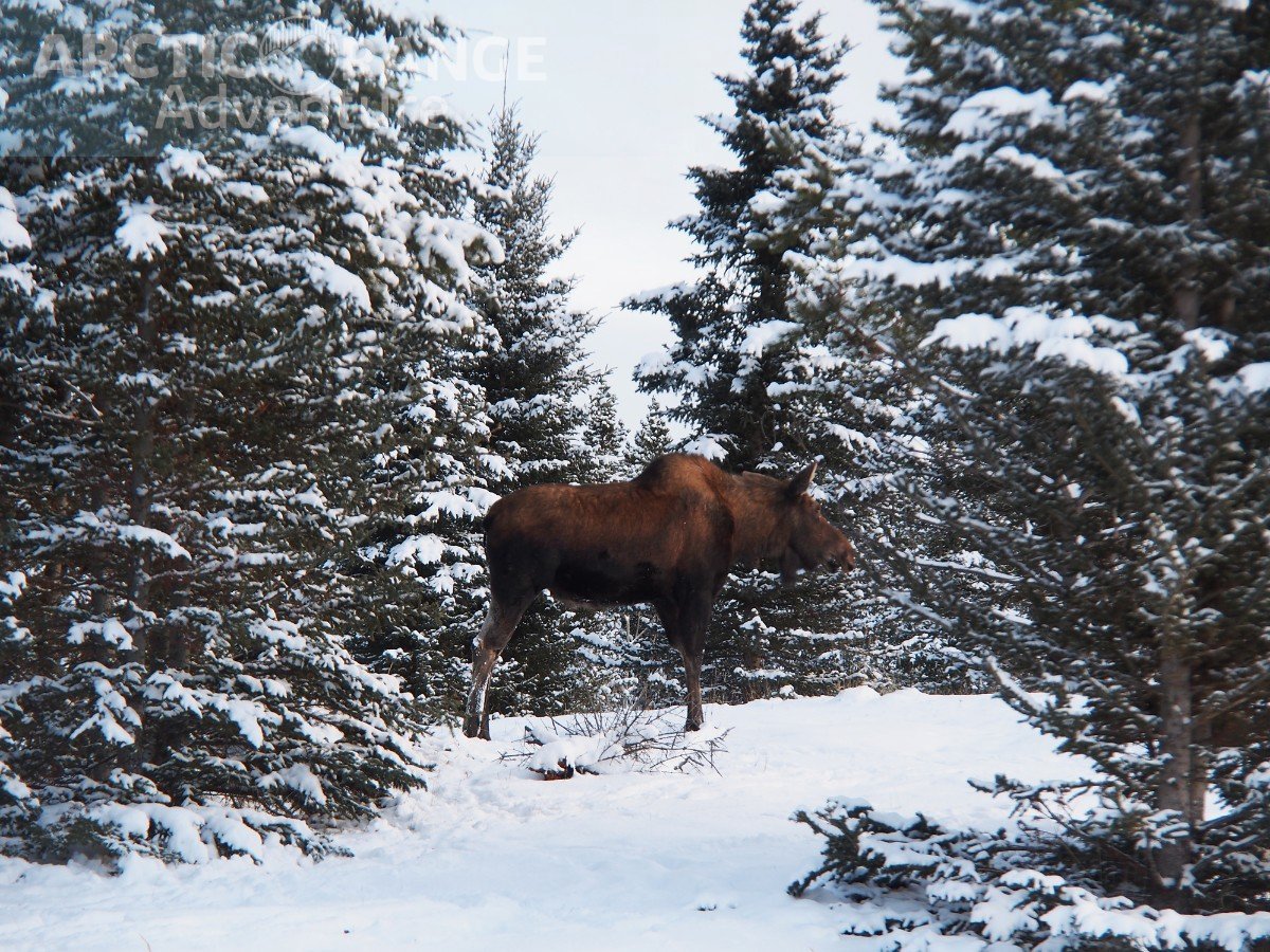 Moose in the woods | Arctic Range Adventure