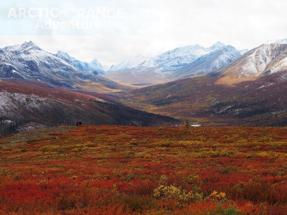 Brilliant fall colors with first snow | Arctic Range Adventure