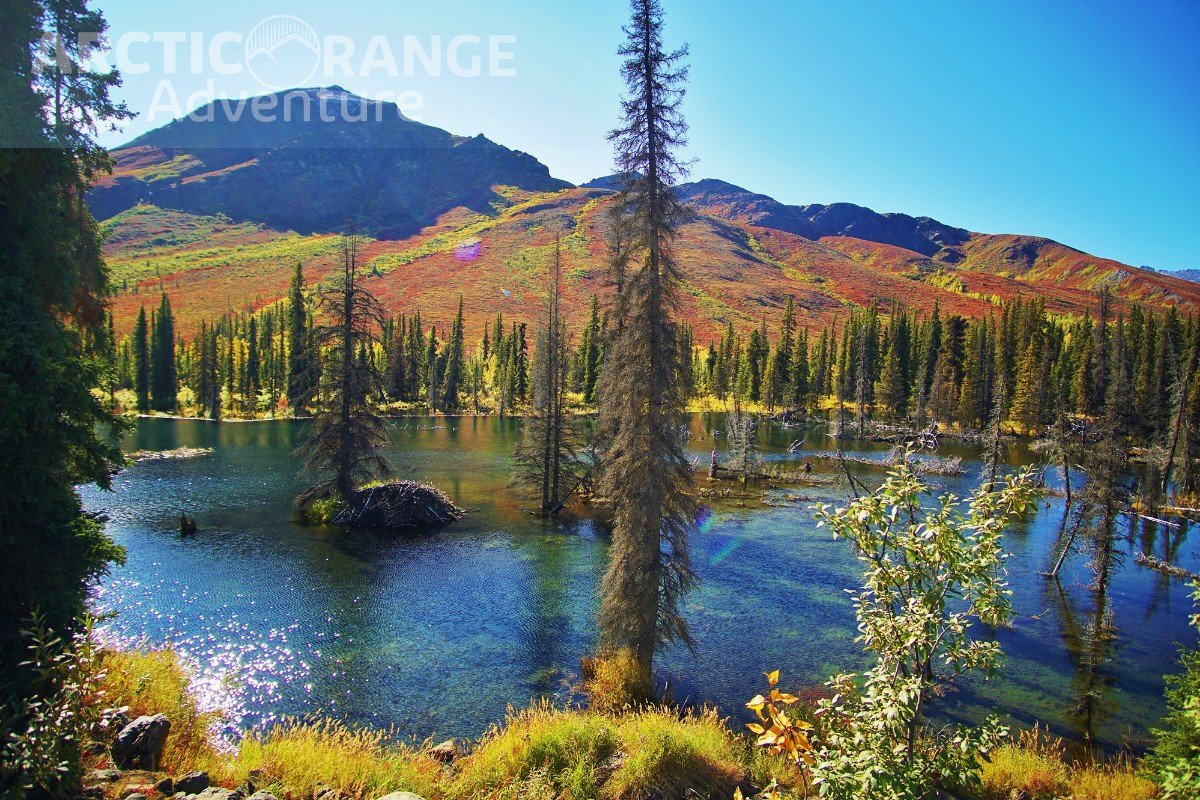 Beaver Pond | Arctic Range Adventure
