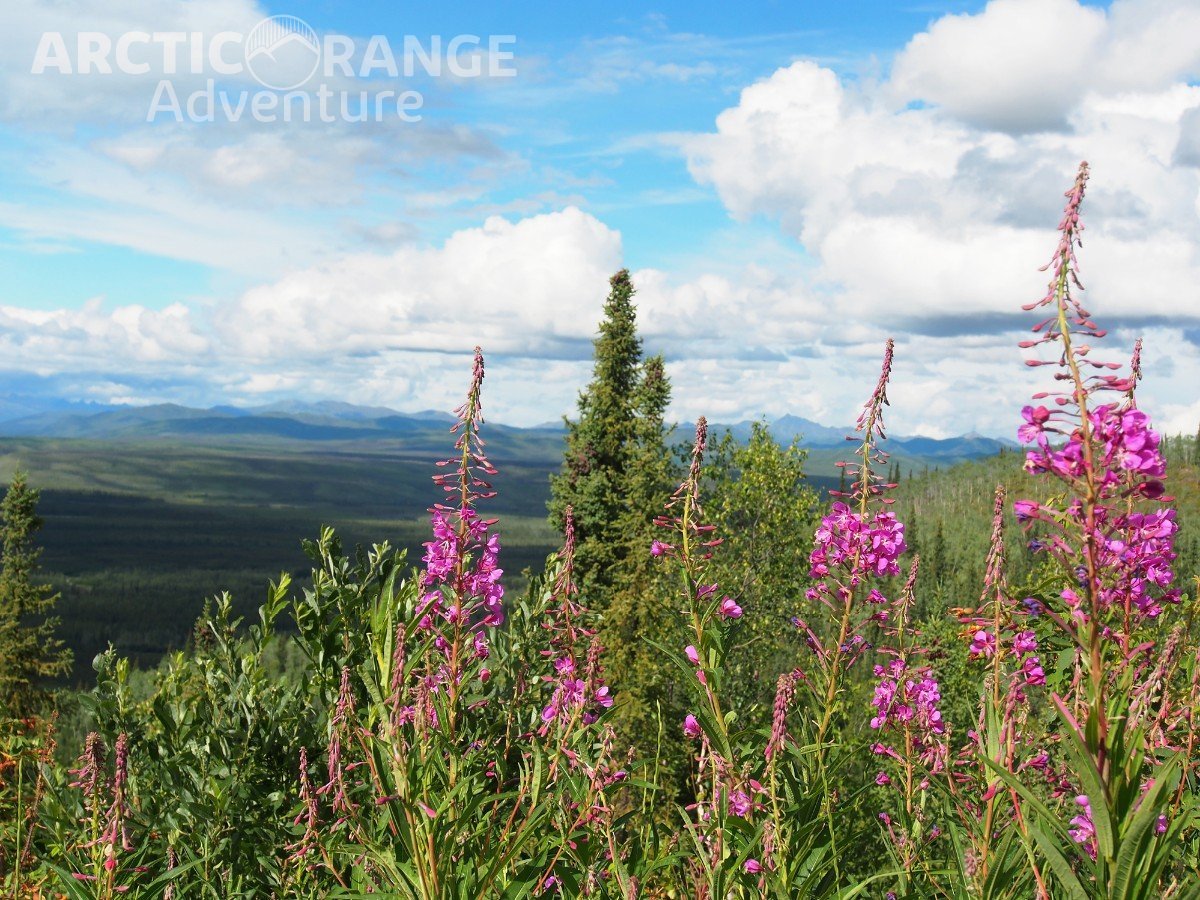 Fireweed | Arctic Range Adventure