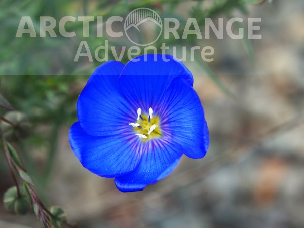 Flowers In Whitehorse Yukon | Best Flower Site